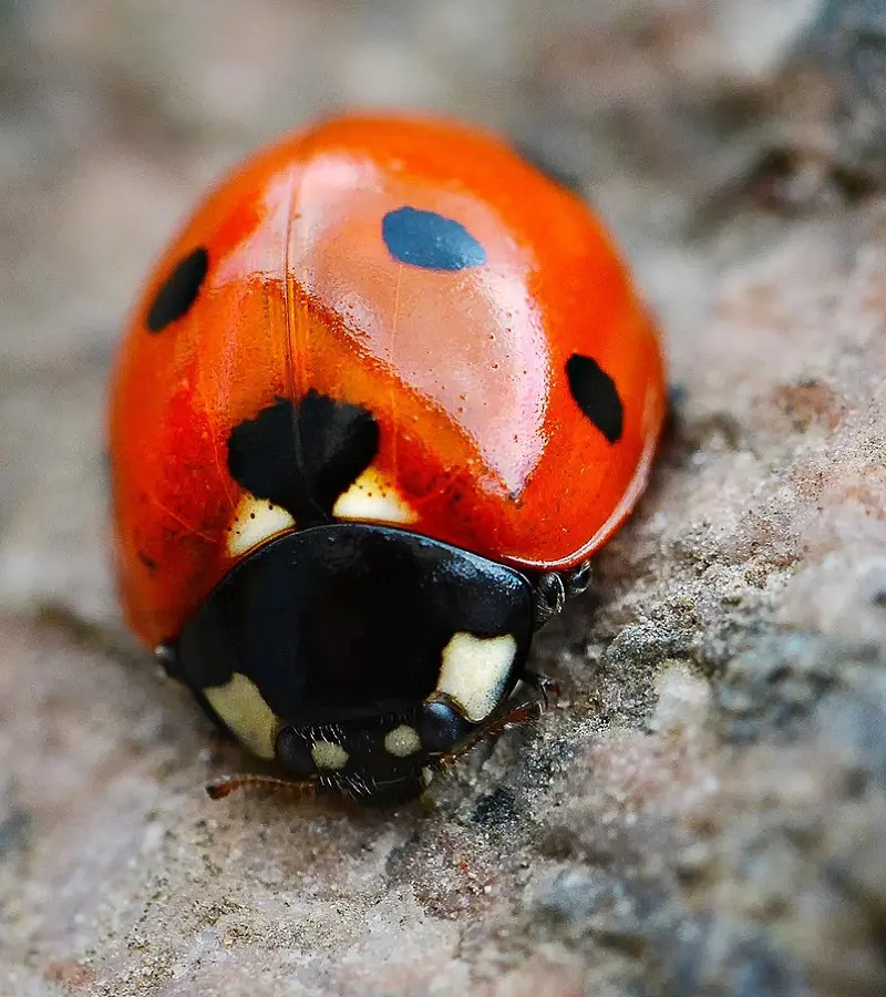 Asian Lady Beetles vs Ladybugs: What's The Real Difference?