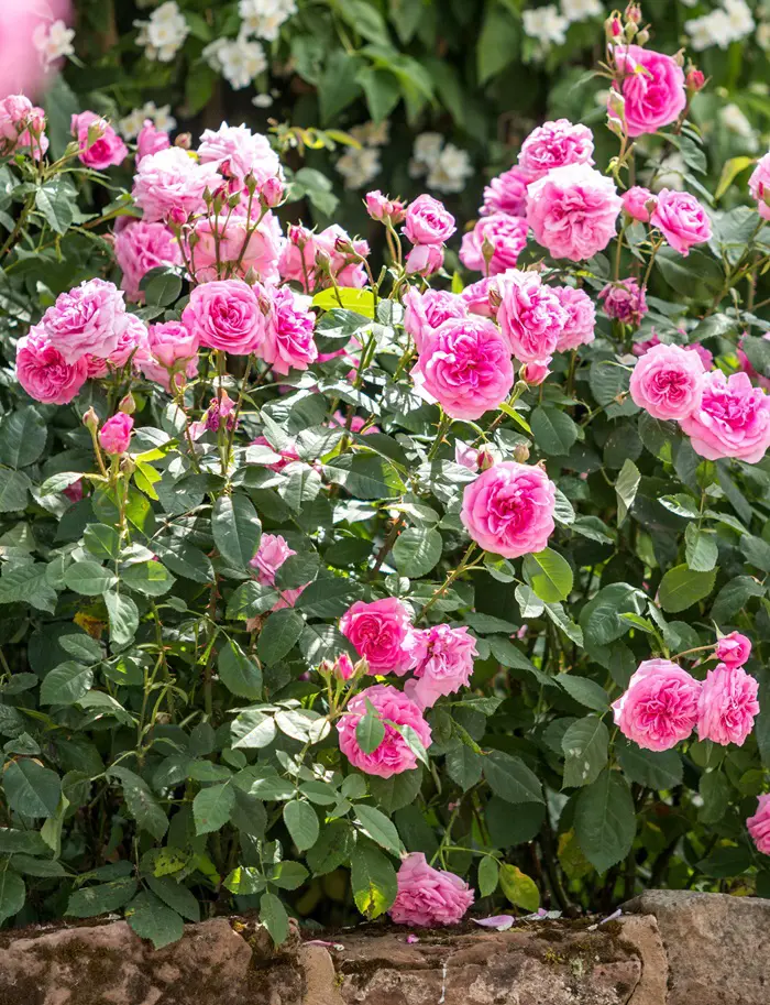 How To Grow And Care For Shrub Roses