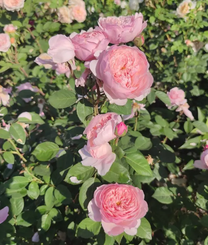 How To Grow And Care For Shrub Roses