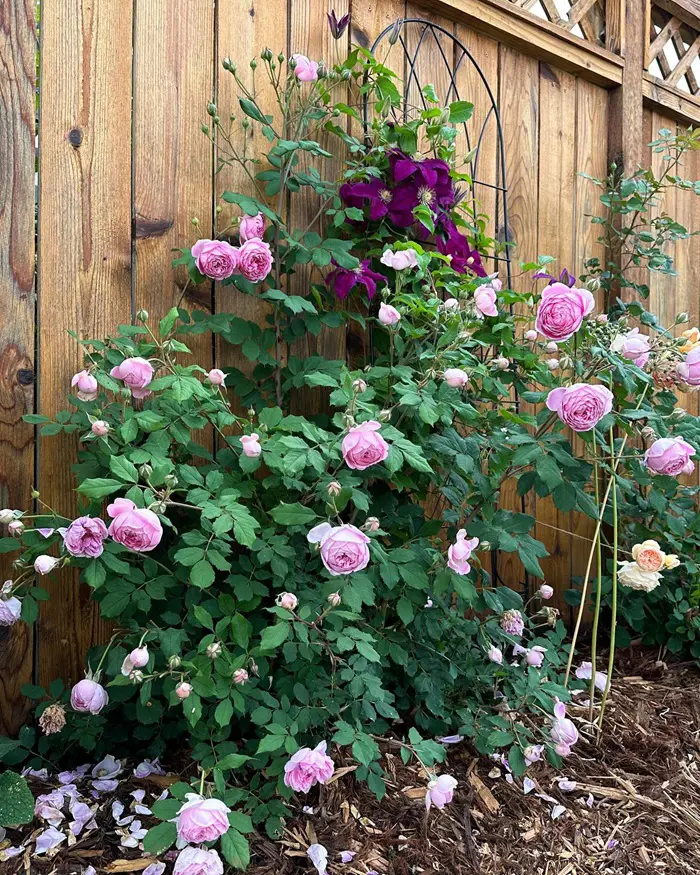 How To Grow And Care For Shrub Roses