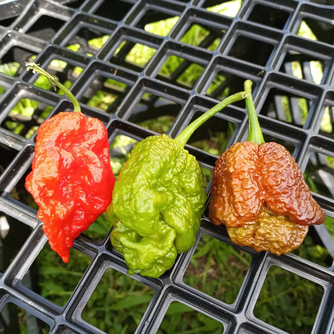 How To Dry Peppers And Preserve Them