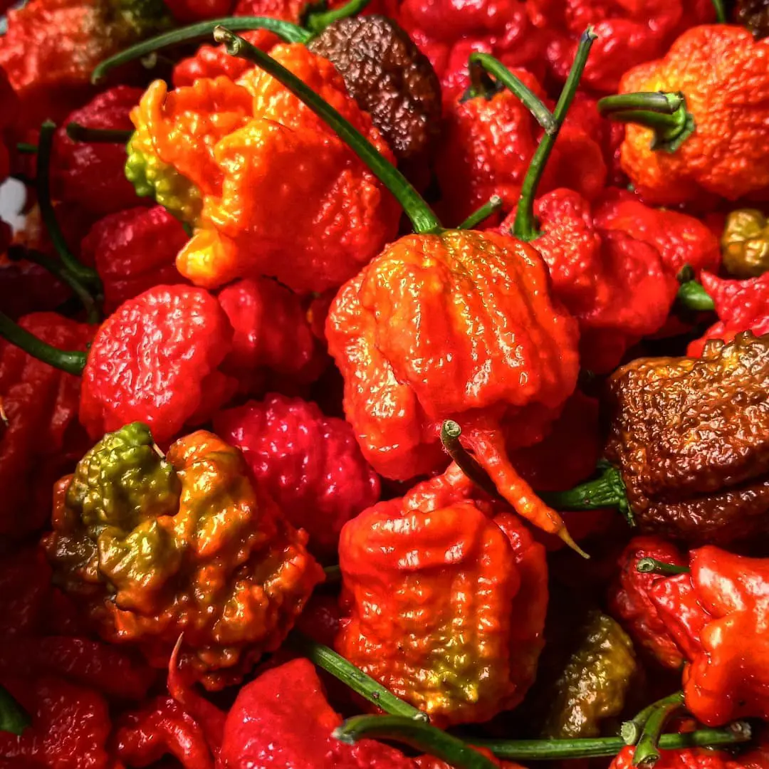How To Dry Peppers And Preserve Them