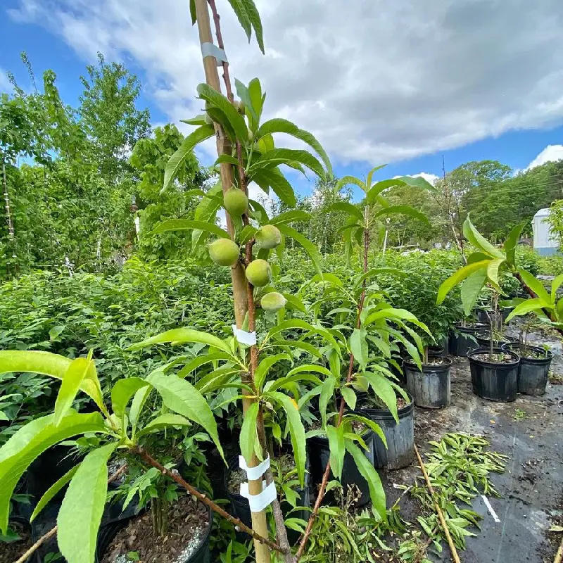 A Guide To Best And Worst Time To Plant Trees