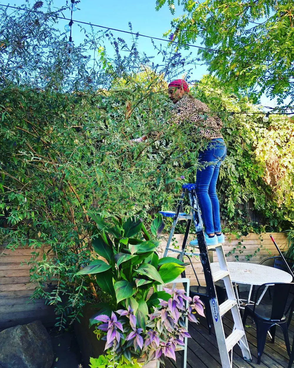 How And When To Prune Butterfly Bush