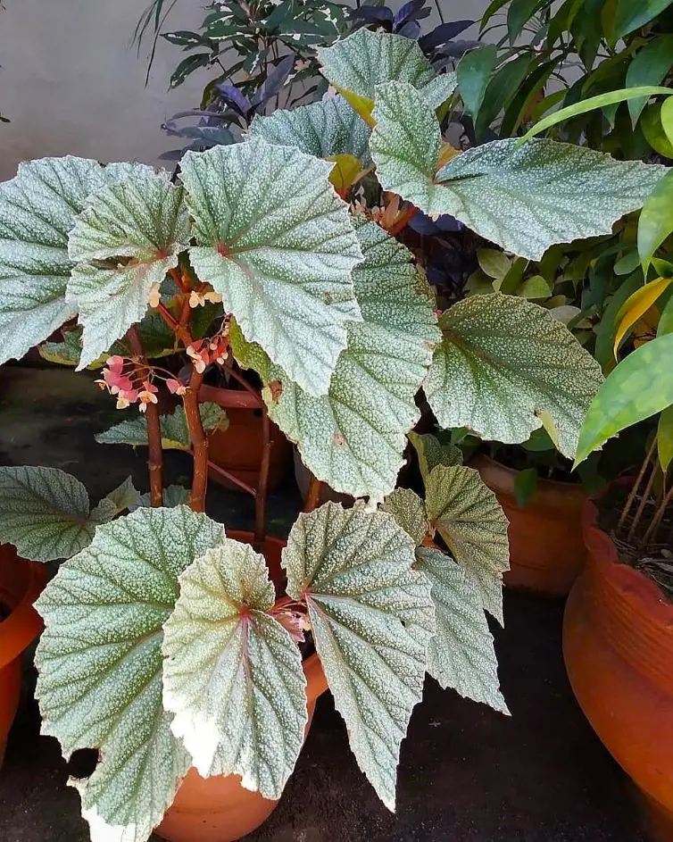 Begonia Plant Care And Growing Guide