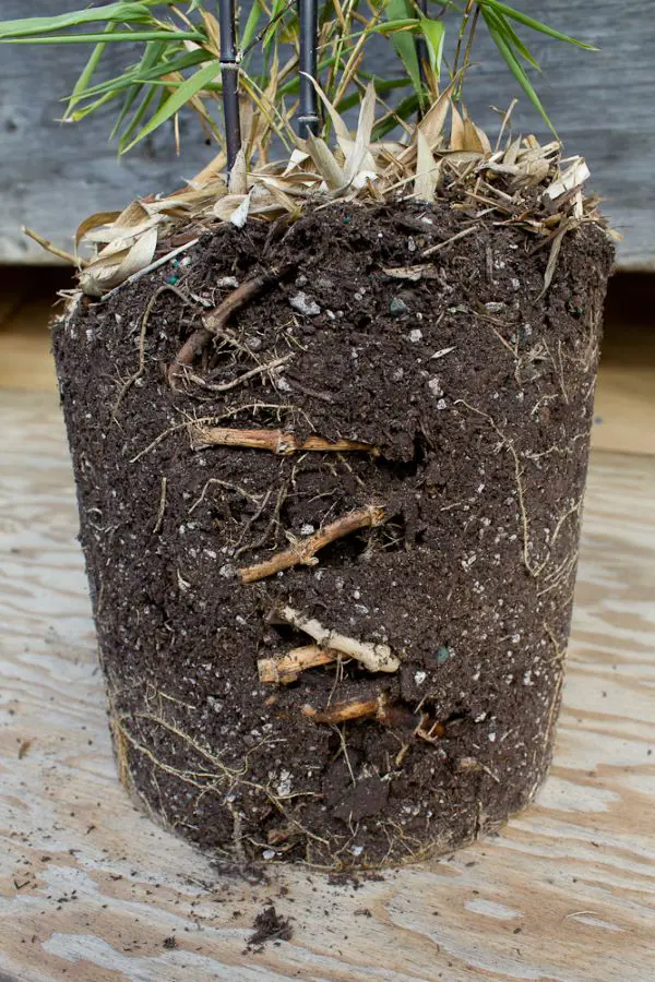 How To Grow Bamboo In 13 Steps