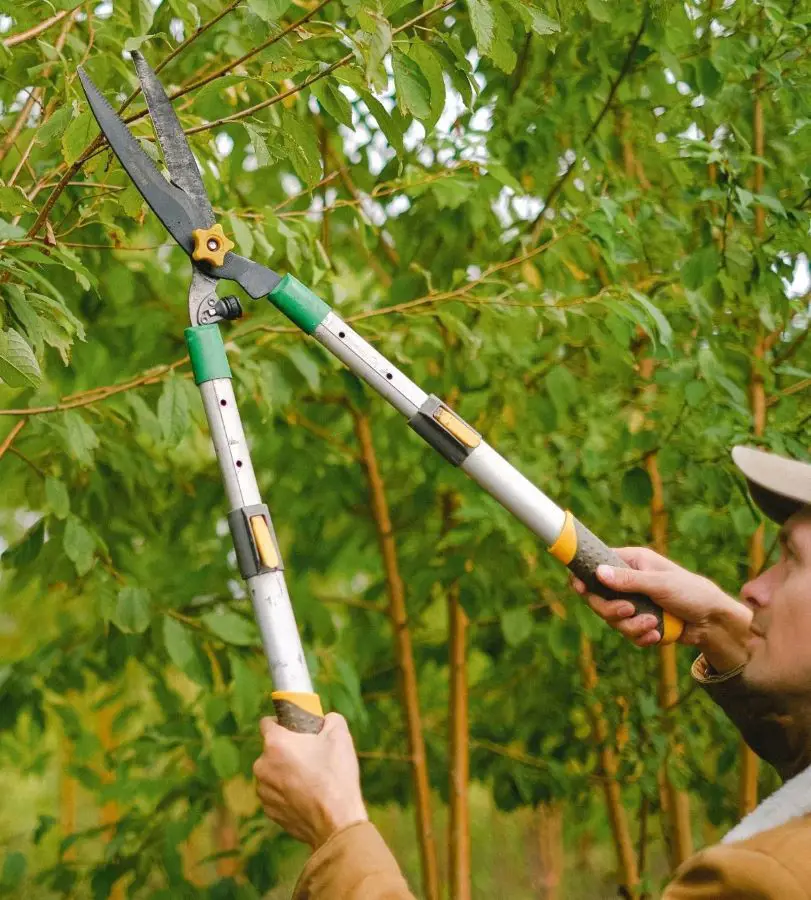 How To Grow Bamboo In 13 Steps