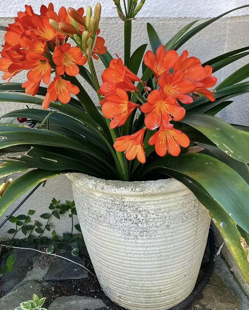 Bush Lily Care And Growing Guide