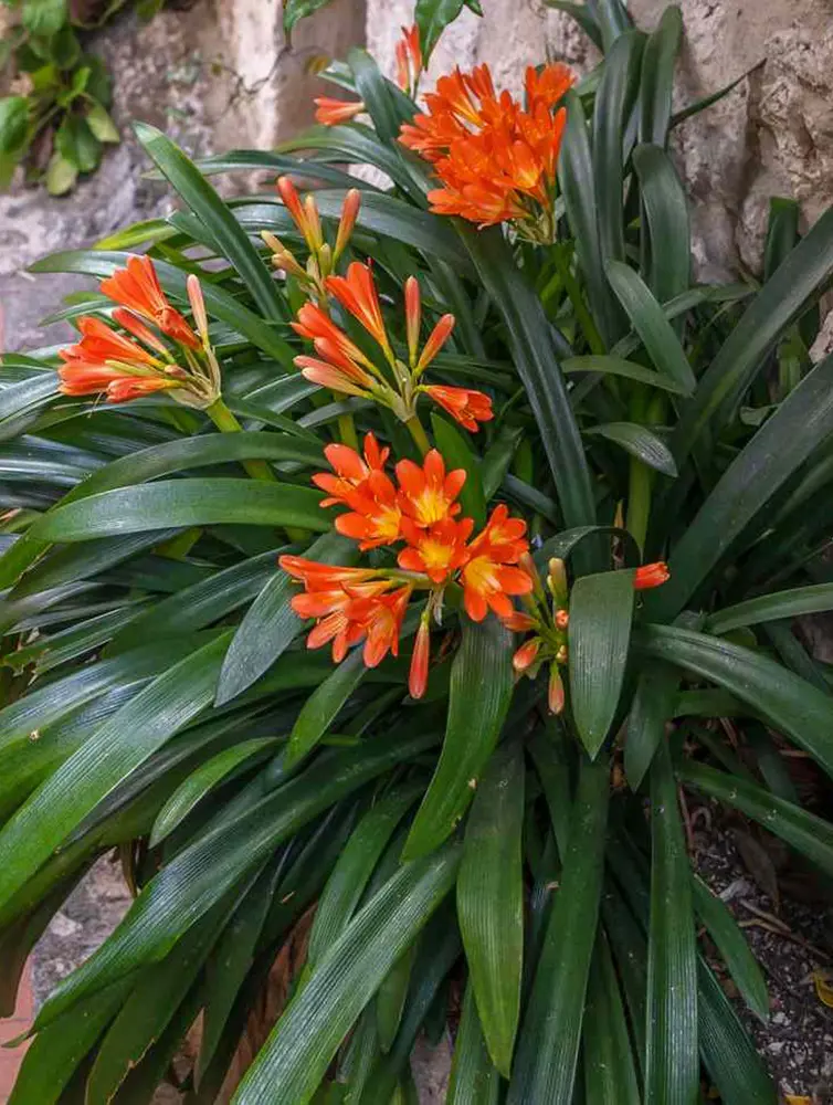 Bush Lily Care And Growing Guide