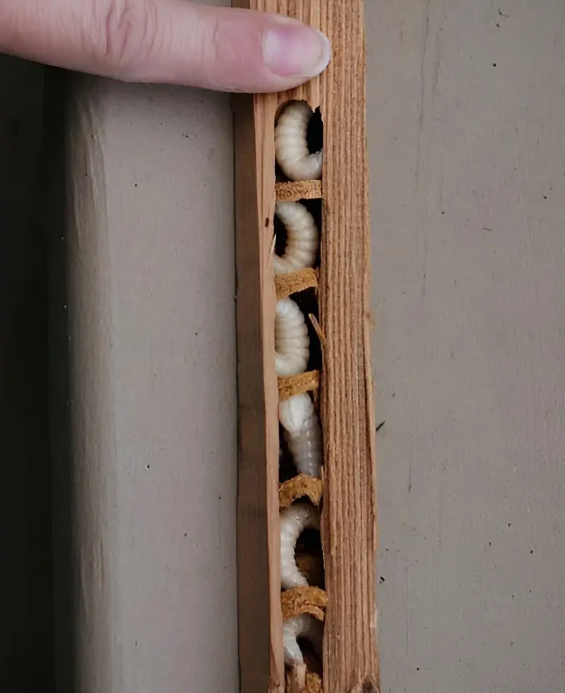 How To Get Rid of Carpenter Bees