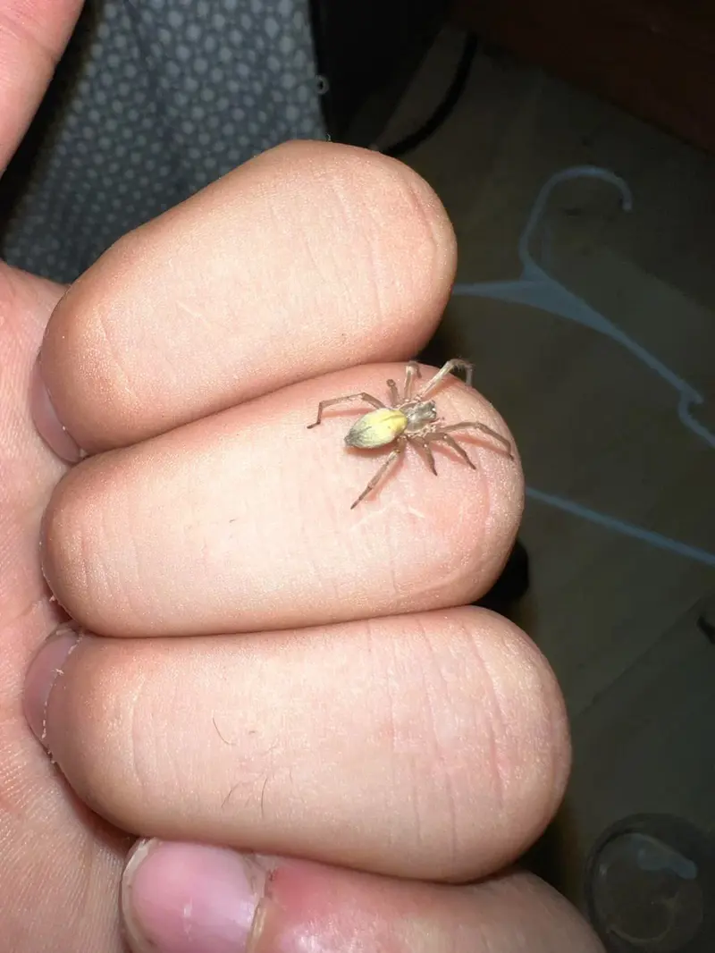 Yellow Sac Spider: Identification, Habits And Control