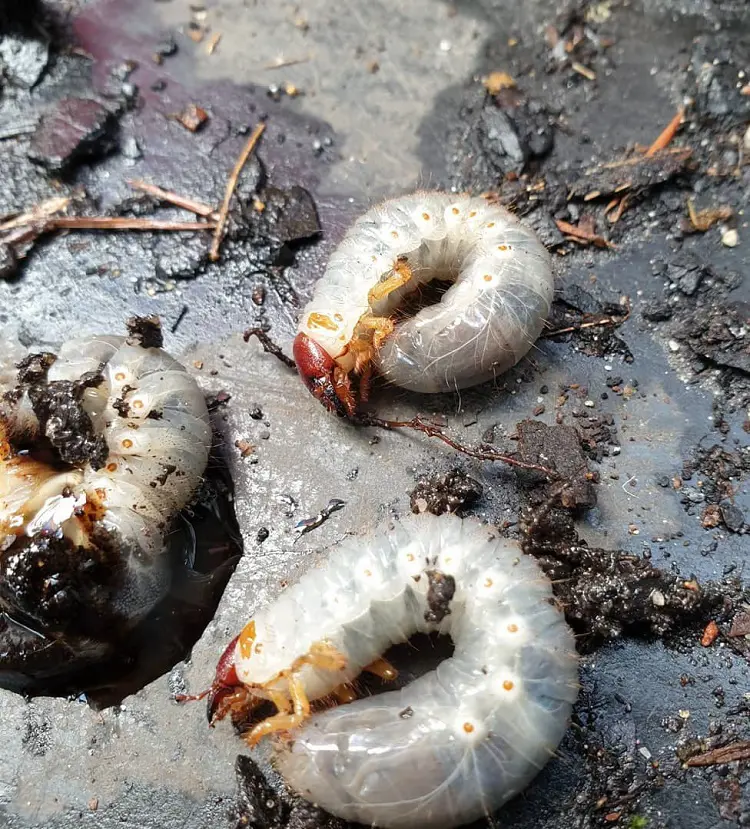 How To Get Rid Of Grubs In Lawn