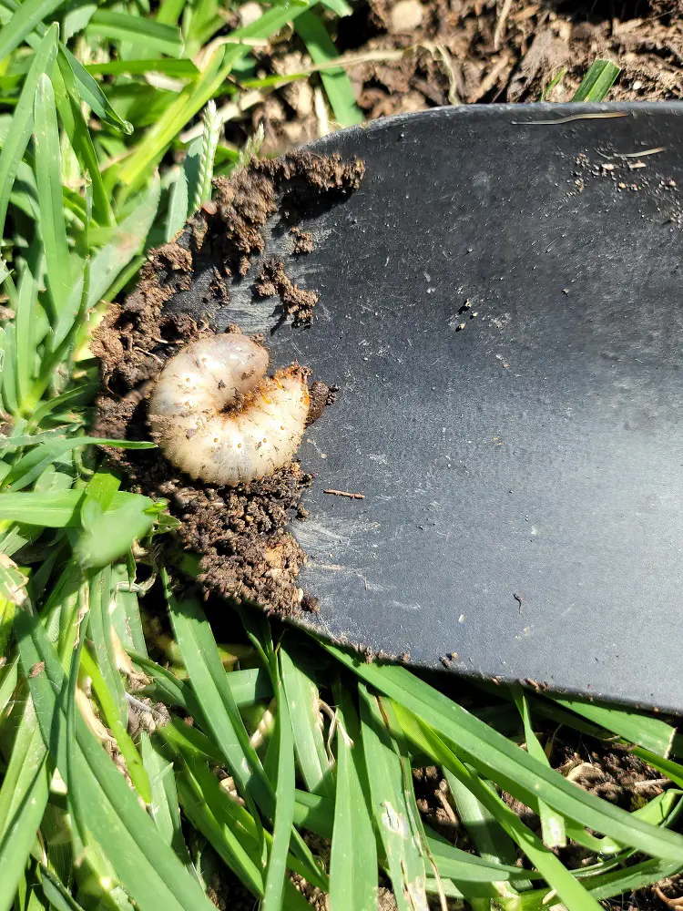 How To Get Rid Of Grubs In Lawn