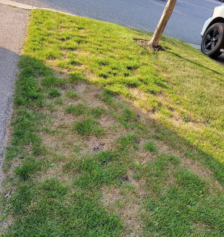 How To Get Rid Of Grubs In Lawn