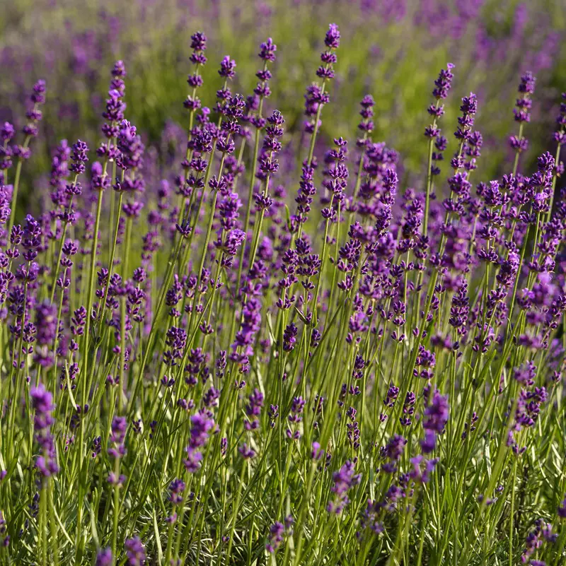 How To Get Rid of Midges In Your Home