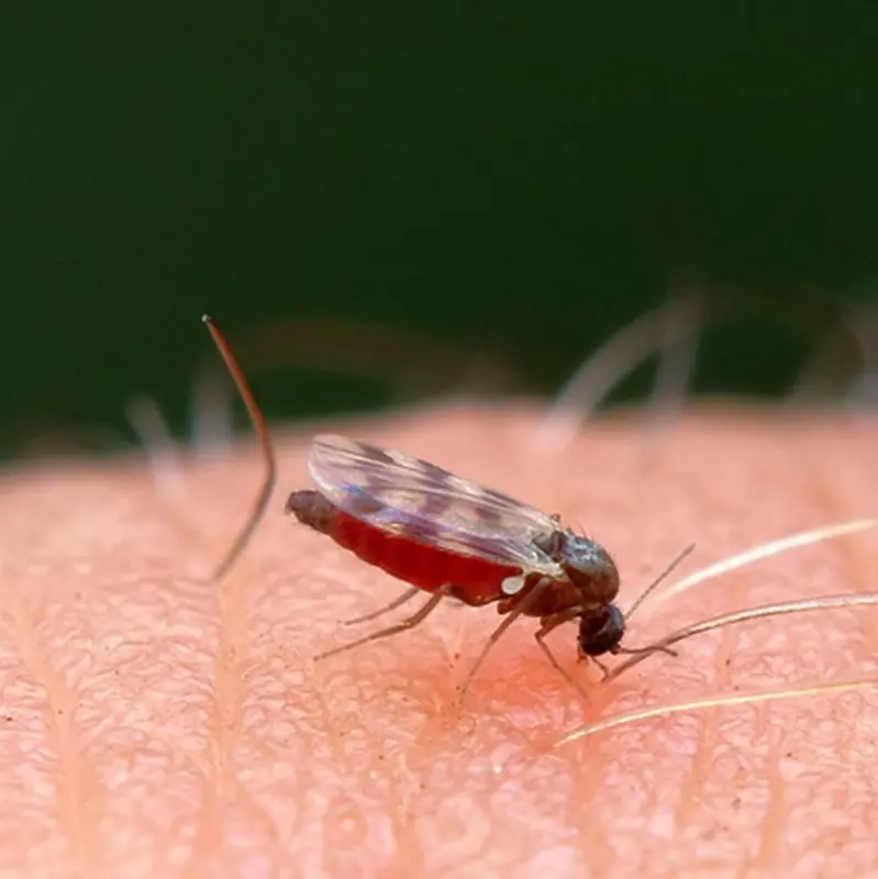 How To Get Rid of Midges In Your Home