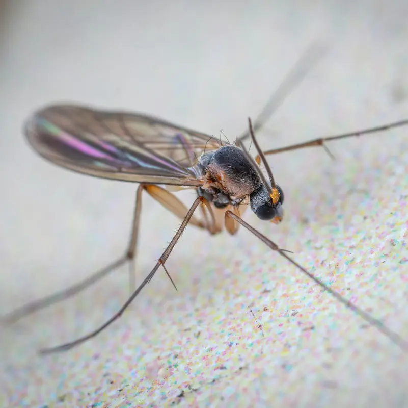 How To Get Rid of Midges In Your Home