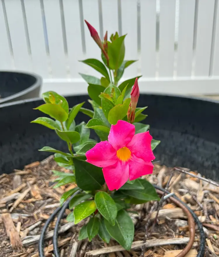 Mandevilla Plant Care And Growing Guide