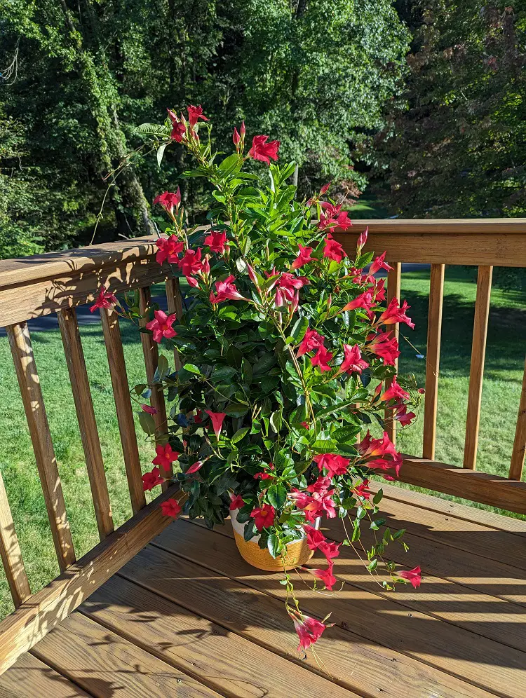 Mandevilla Plant Care And Growing Guide
