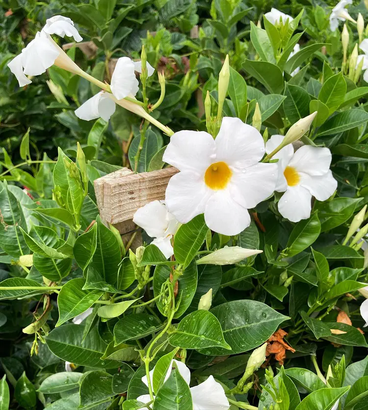 Mandevilla Plant Care And Growing Guide