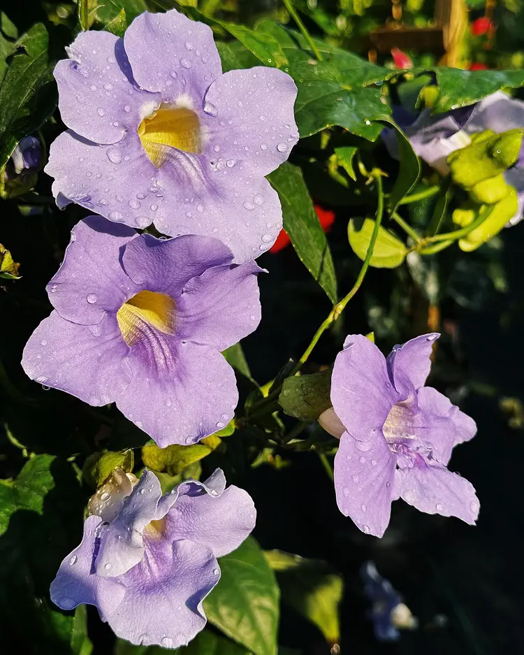 Mandevilla Plant Care And Growing Guide