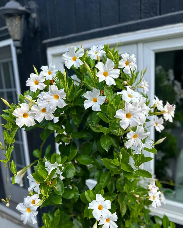 Mandevilla Plant Care And Growing Guide