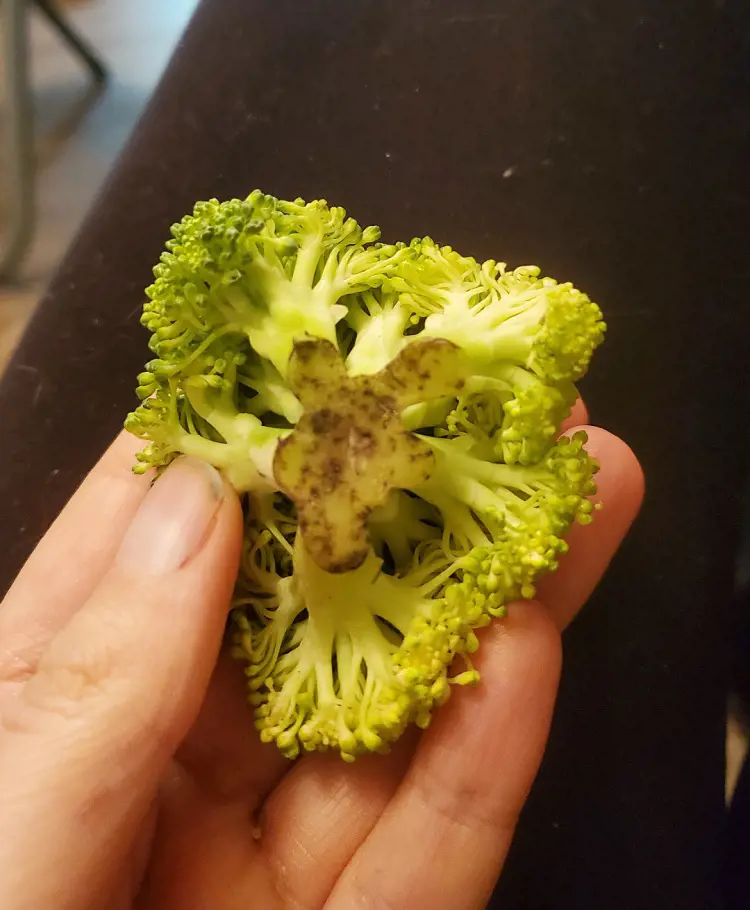 How To Store Broccoli So That It Lasts Longer