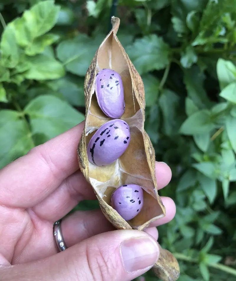 How To Dry Beans After Harvesting?