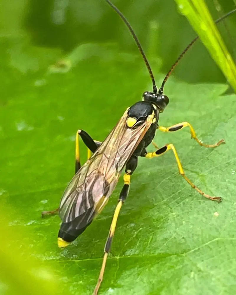 What Do Wasps Do And What Is Their Purpose