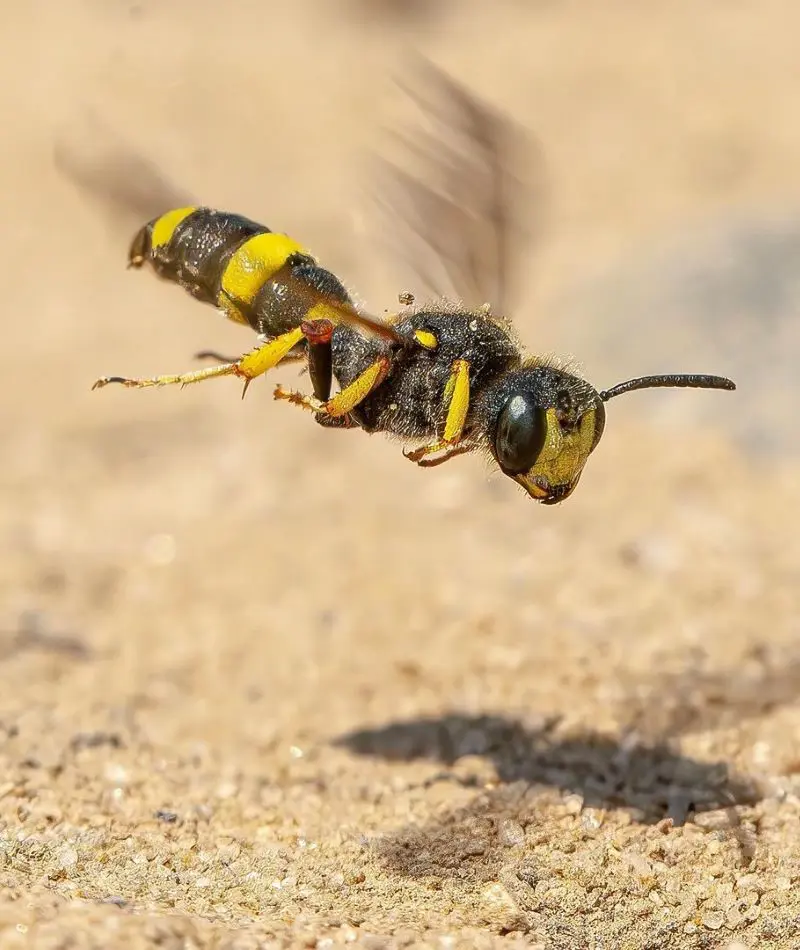 What Do Wasps Do And What Is Their Purpose