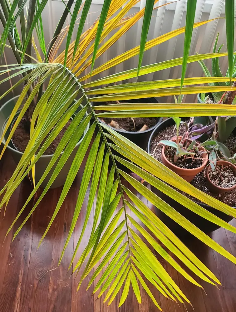 Palm Leaves Turning Yellow & How To Fix It