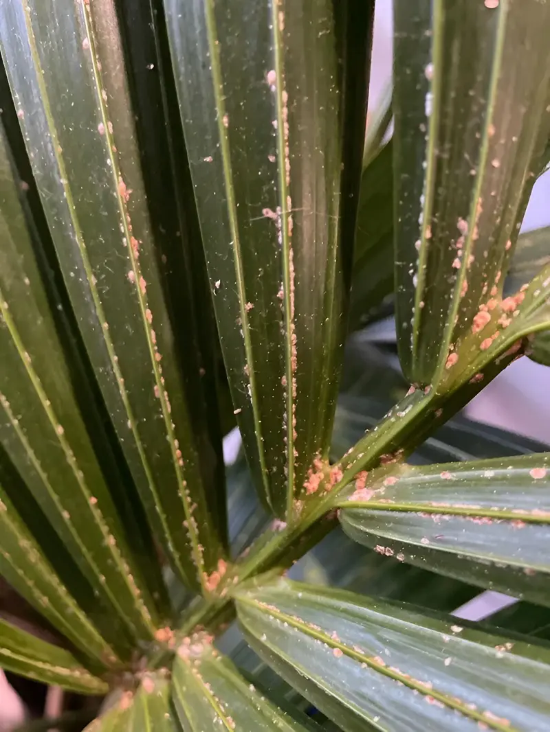 Palm Leaves Turning Yellow & How To Fix It