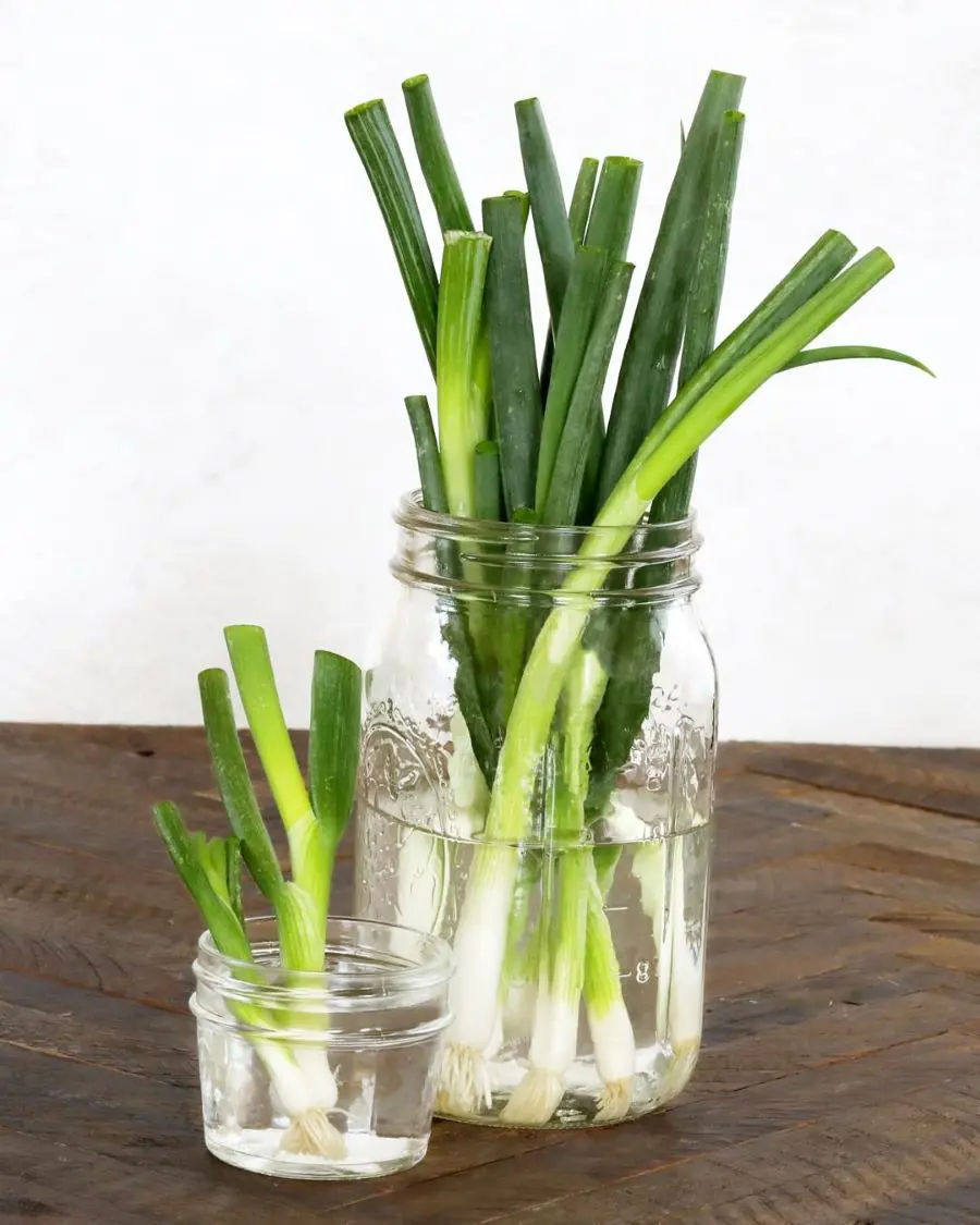 How To Store Green Onions To Keep Them Fresh