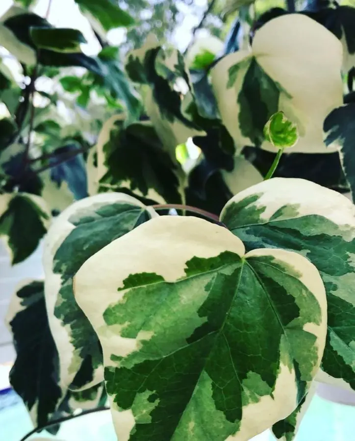 20 Types Of Ivy Plants That You Can Grow