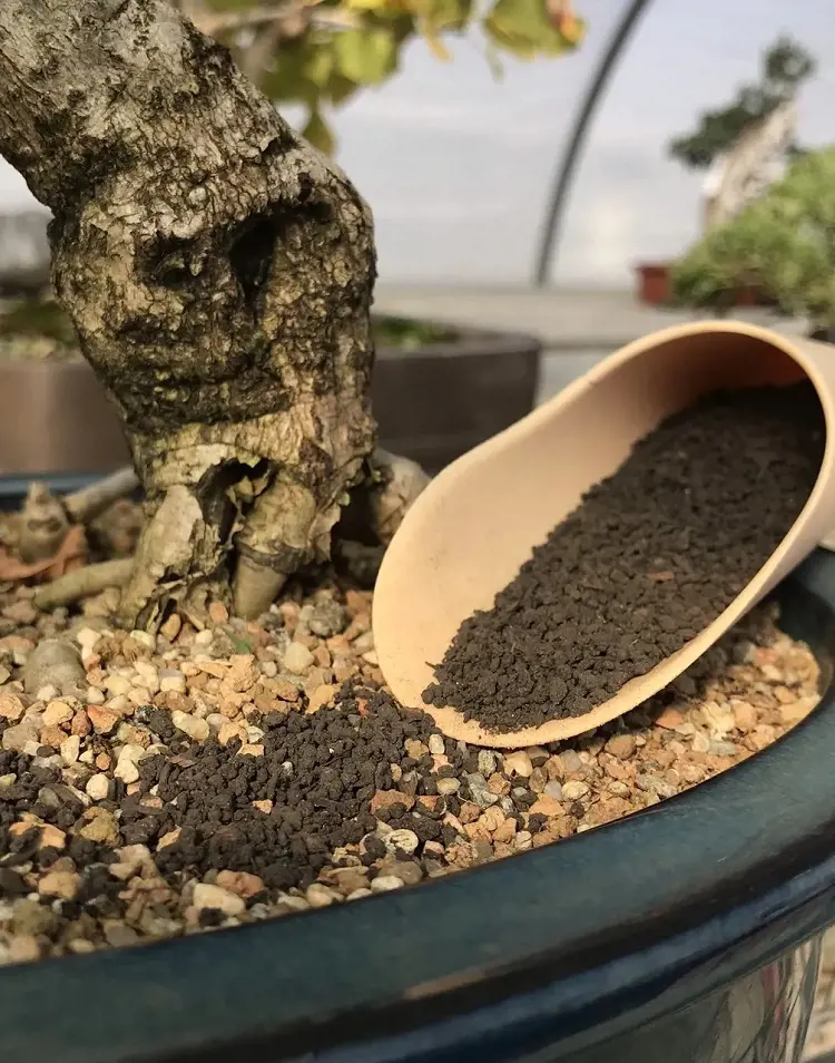 Bonsai Tree Care Tips: Watering, Fertilizing & More