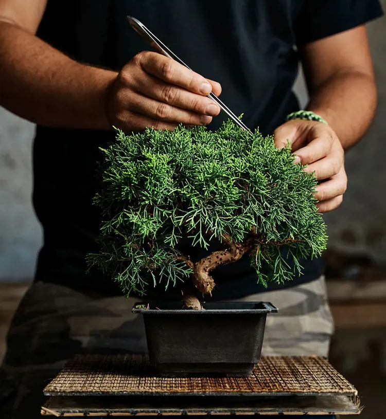 Bonsai Tree Care Tips: Watering, Fertilizing & More