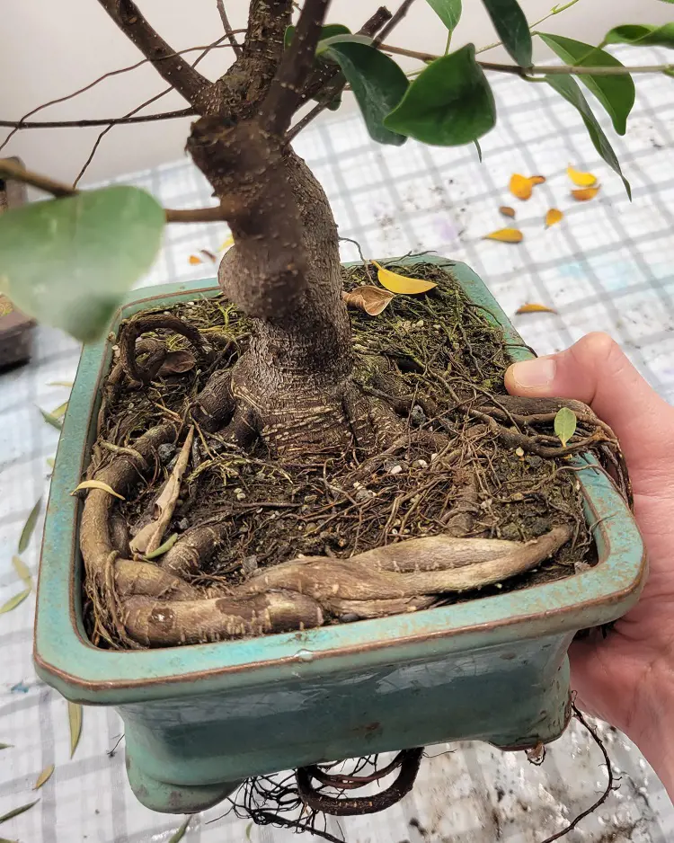 Bonsai Tree Care Tips: Watering, Fertilizing & More